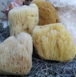 The Grass Sponge - Saint Johns Sponge Company